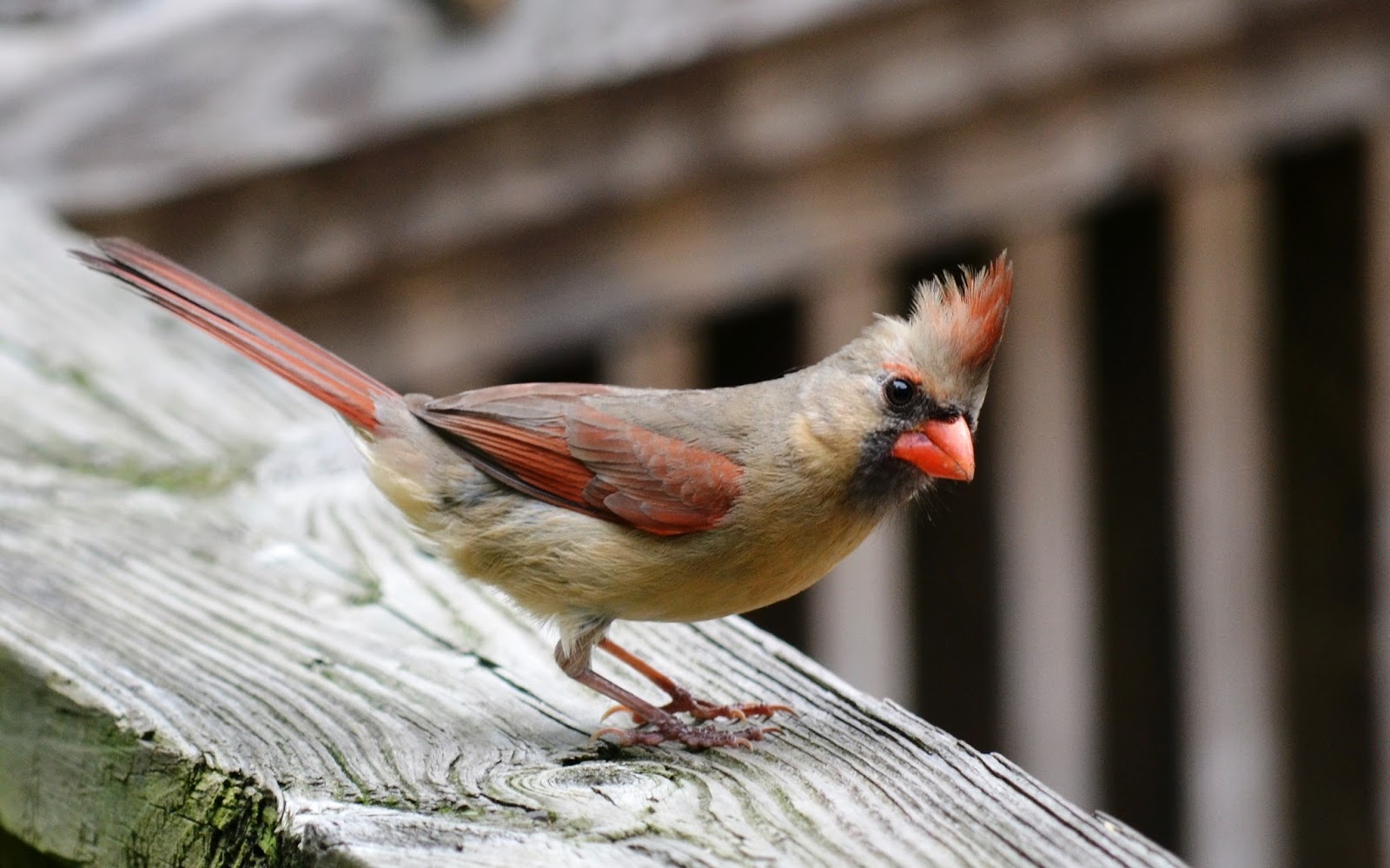 It's All About Purple: You Lookin' At Me...