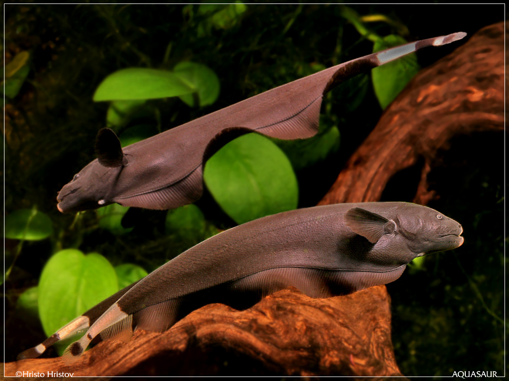 BLACK GHOST KNIFE FISH ~ Everything About Fish