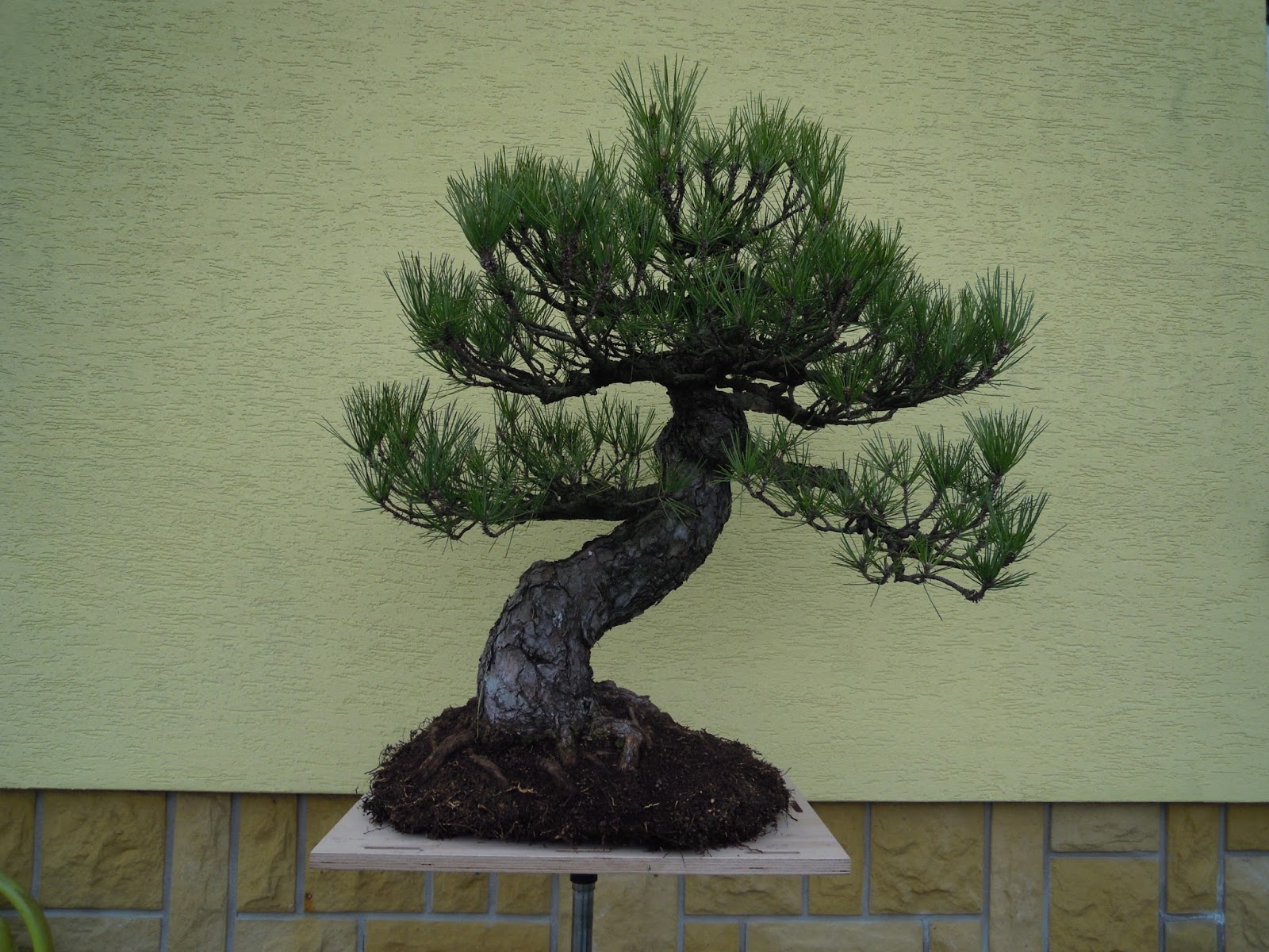 Honza Novotný - Bonsai blog: Japonská černá borovice