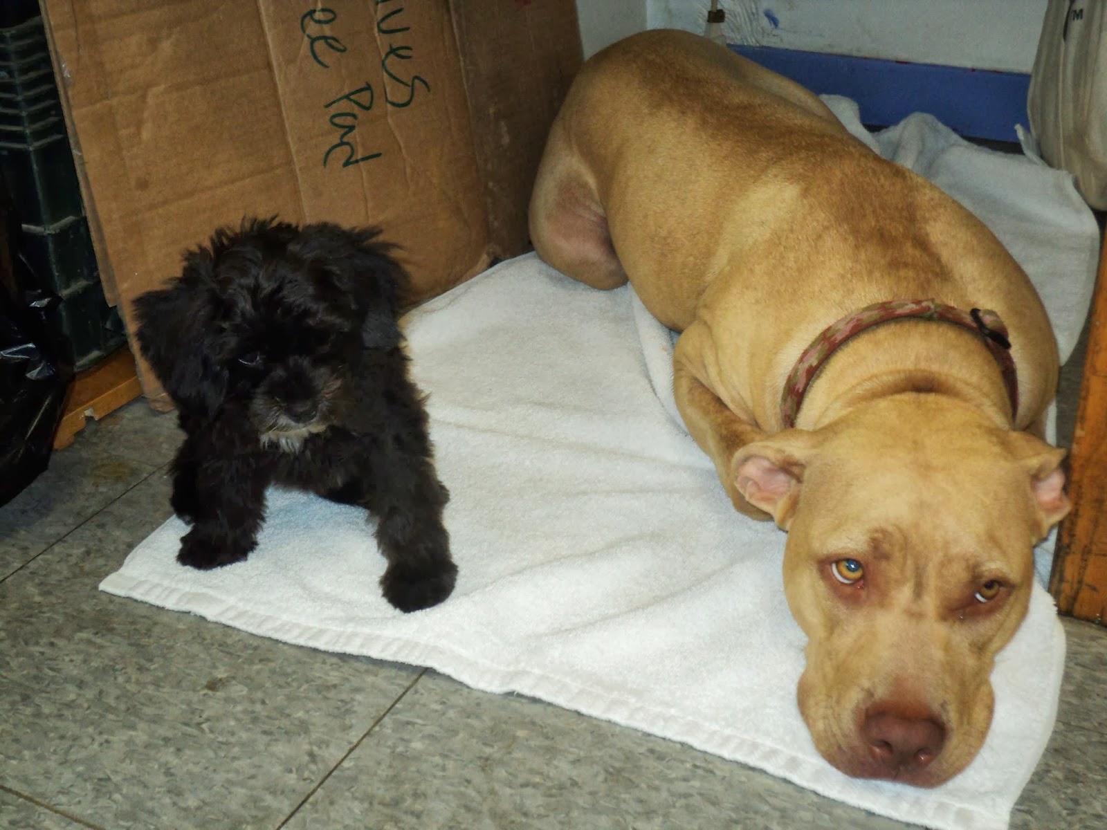 Passage to Sackville.: Sooki