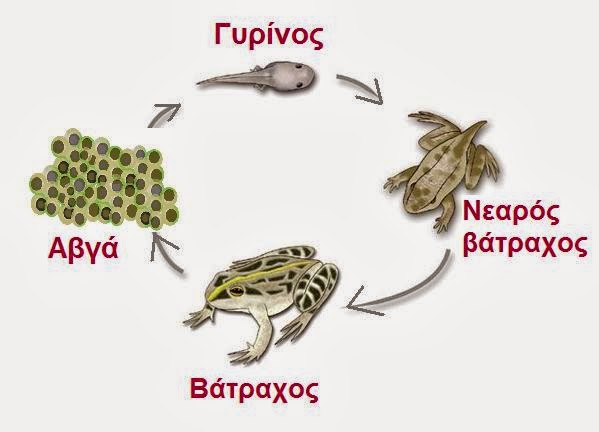 Το πιο ωραίο σχολειο είναι το Νηπιαγωγείο: Κύκλος Ζωής