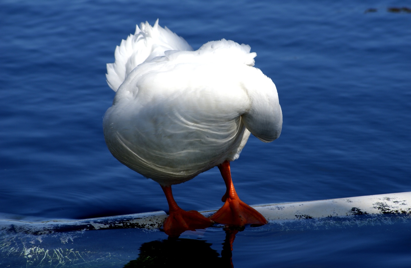 A photo, A thought............: Bird: Preening birds...............