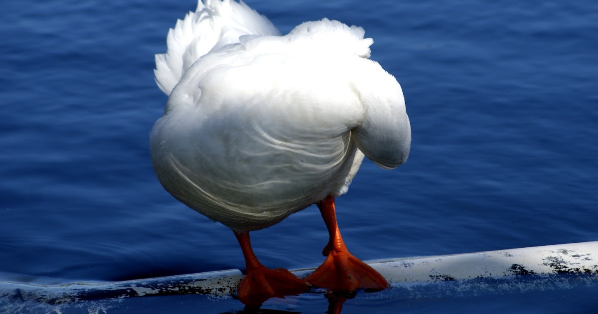 A photo, A thought............: Bird: Preening birds...............