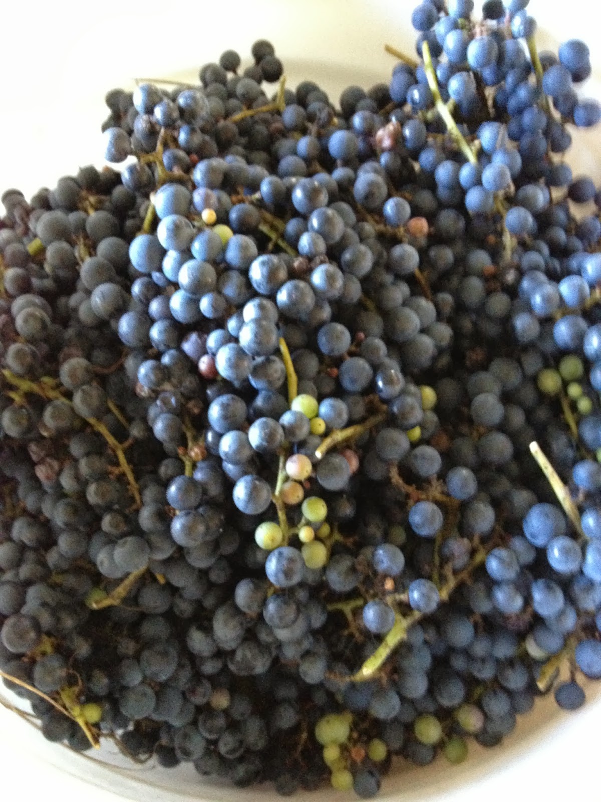 Preserves: WIld Grape Jelly