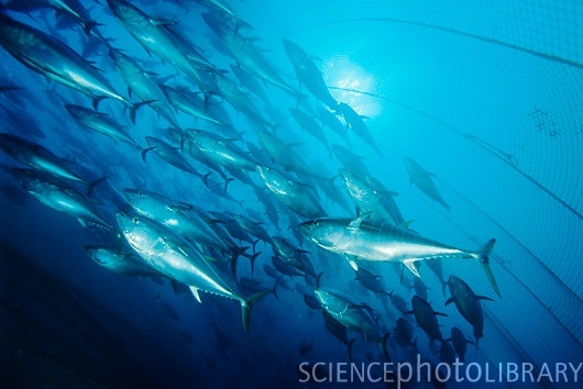 AJORBAHMAN'S COLLECTION: Fewer big fish in the sea, say scientists