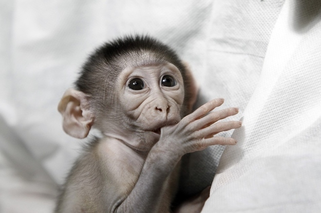 Shy baby monkey at Paris zoo (8 pics) | Amazing Creatures