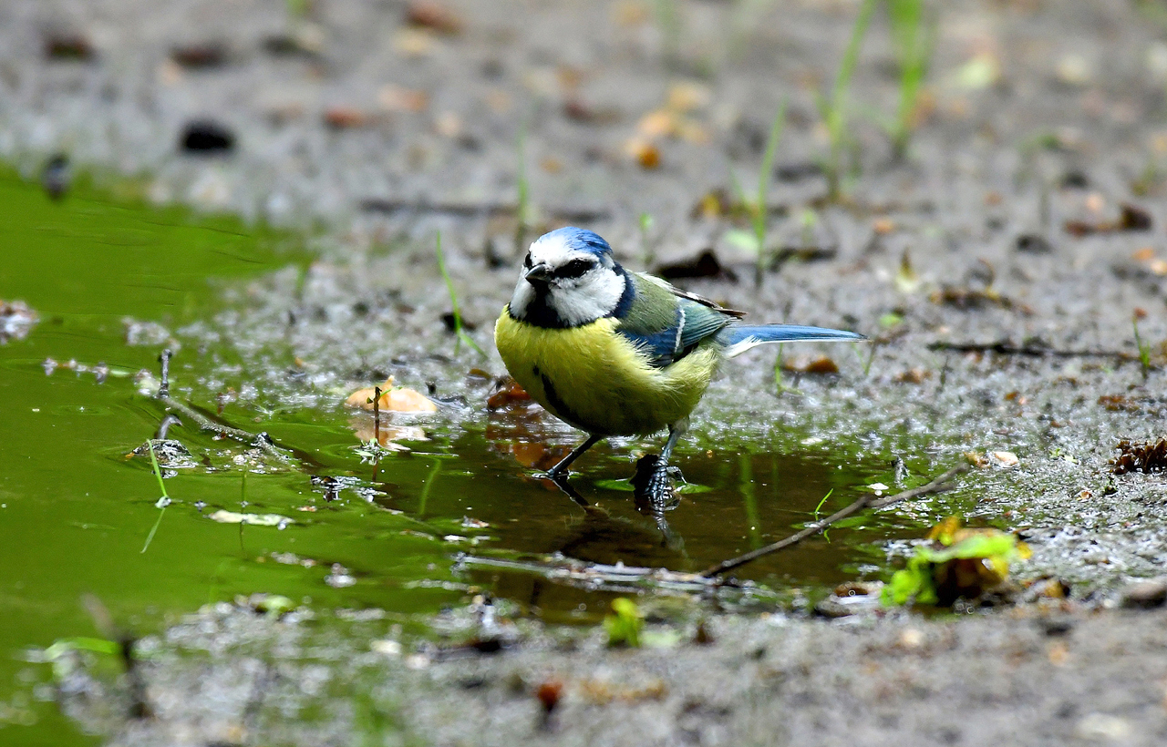 Jozef van der Heijden - Natuurfotografie: Vogels genieten van een waterplas