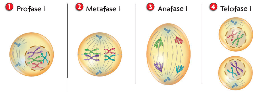 PLE BioGeo UD: l´ herència genètica: És el mateix mitosi i meiosi