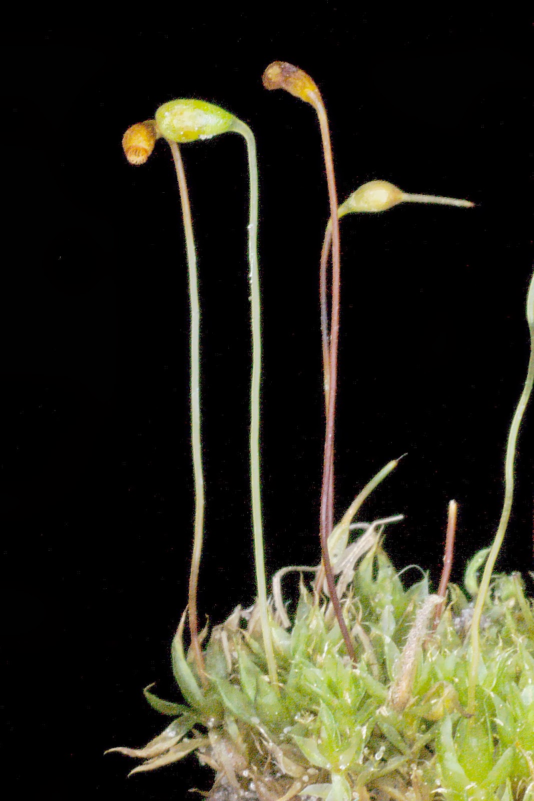 Botany Professor: Teaching biodiversity