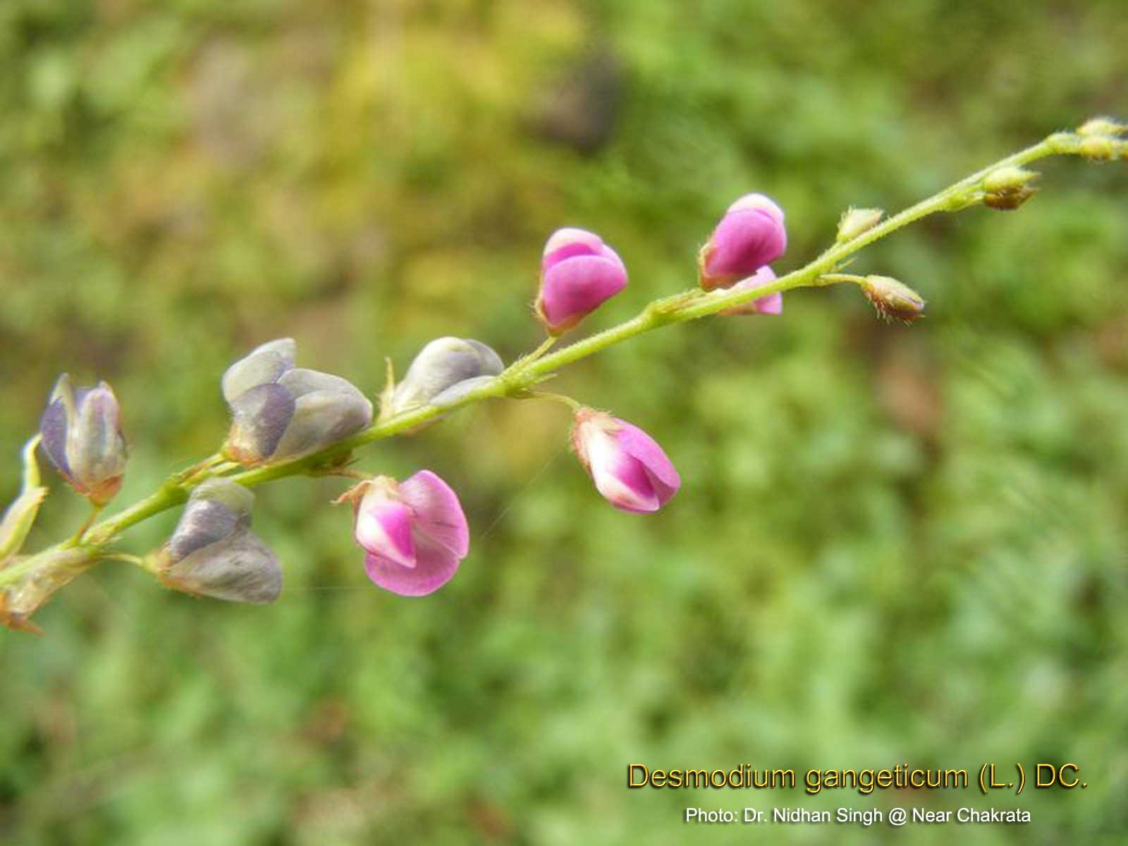 Medicinal Plants: Desmodium gangeticum Shalaparni dhruva dirghamoola