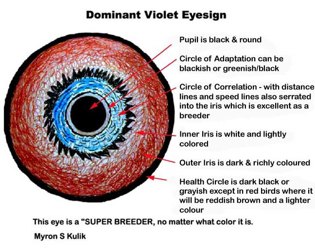 Pigeons: Pigeon Eye Sign