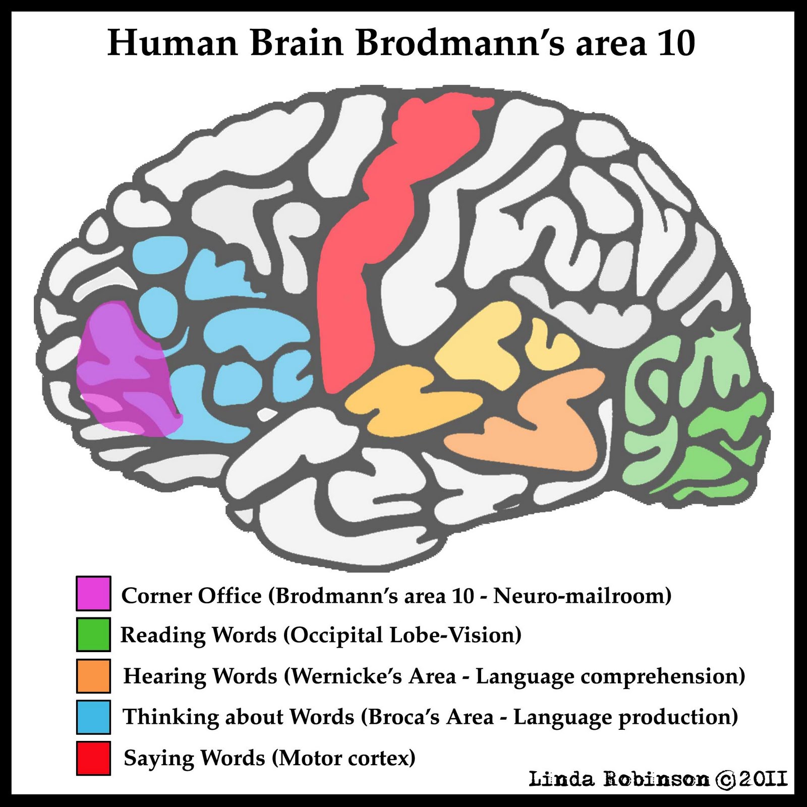 Linda Robinson: Brodmann's area 10