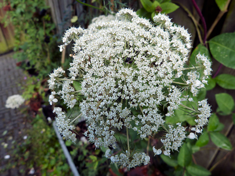 Spinrag: De wilde peen is best bijzonder.
