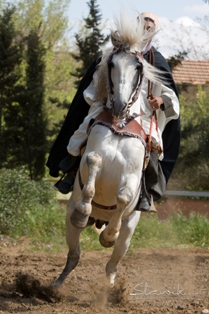histiore et culture patrimoine d' Ain kermès : Le cheval barbe, cheval ...