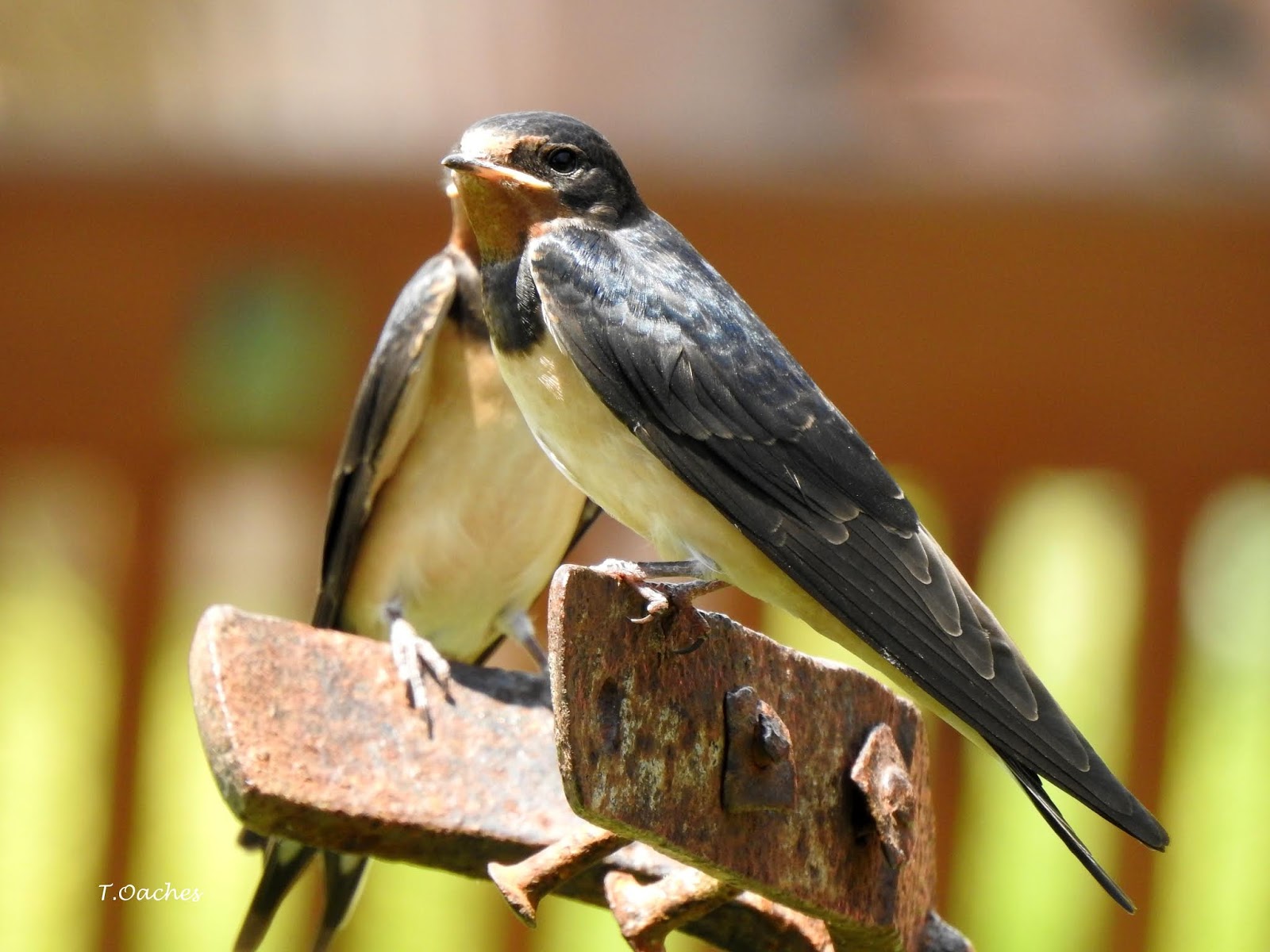 PASARI DIN ROMANIA: RANDUNICA, Hirundo rustica