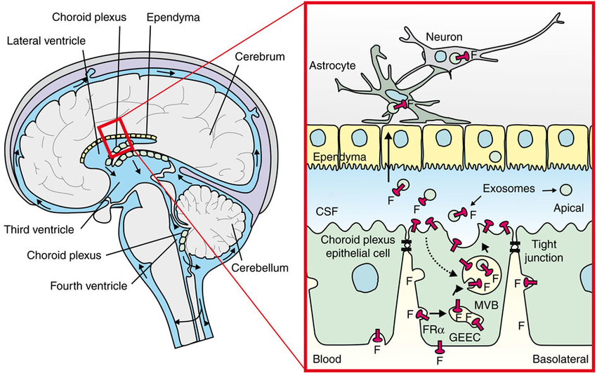 Ependyma - Medically