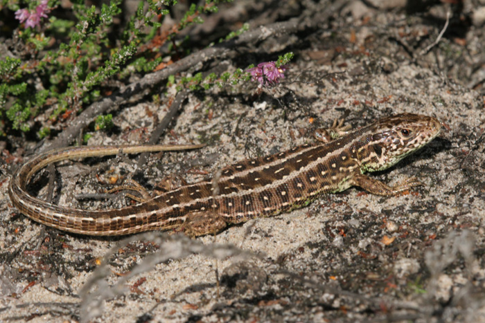 Sand Lizard - True Wildlife Creatures
