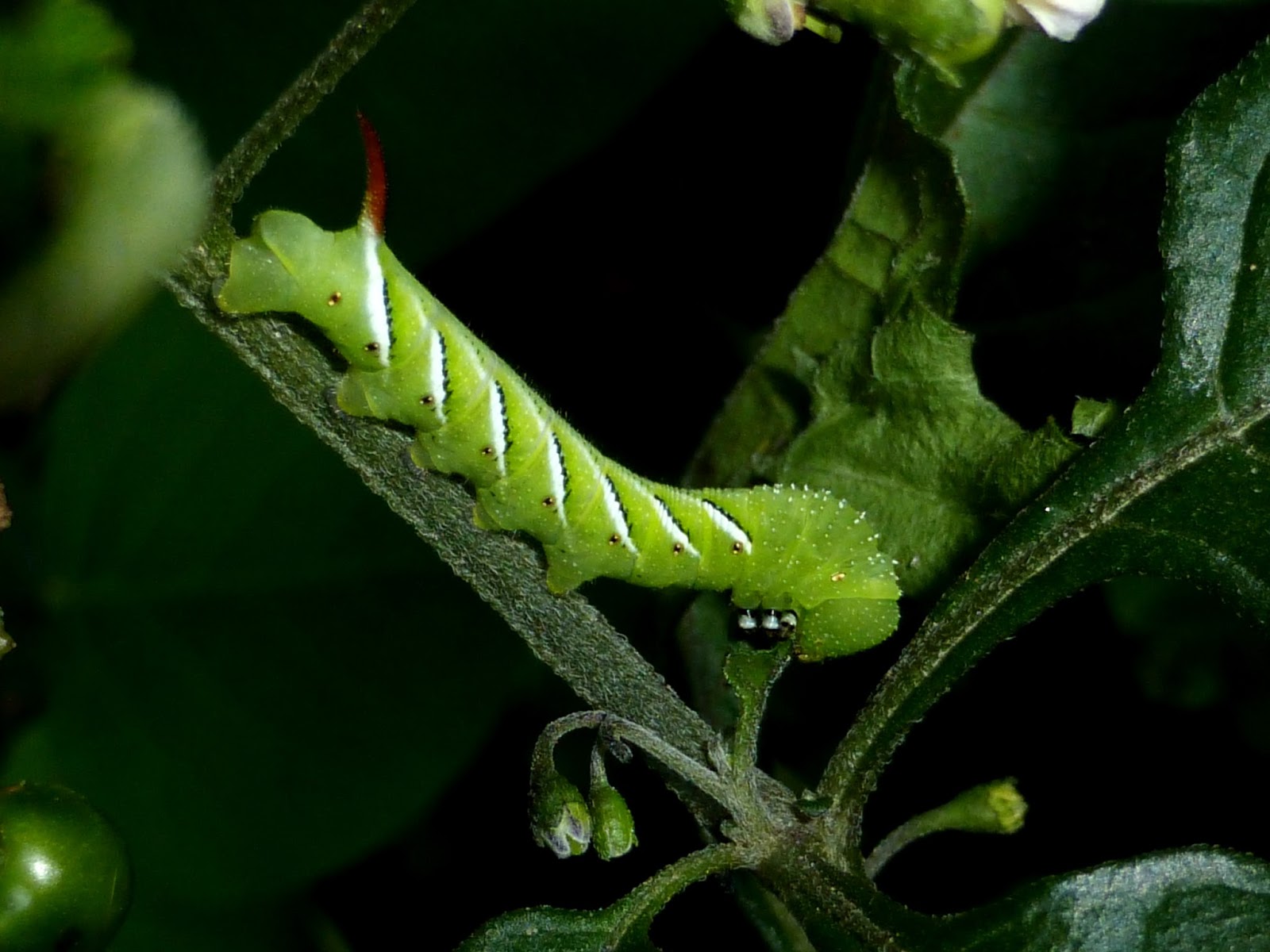 Silkmoths and more: Manduca sexta