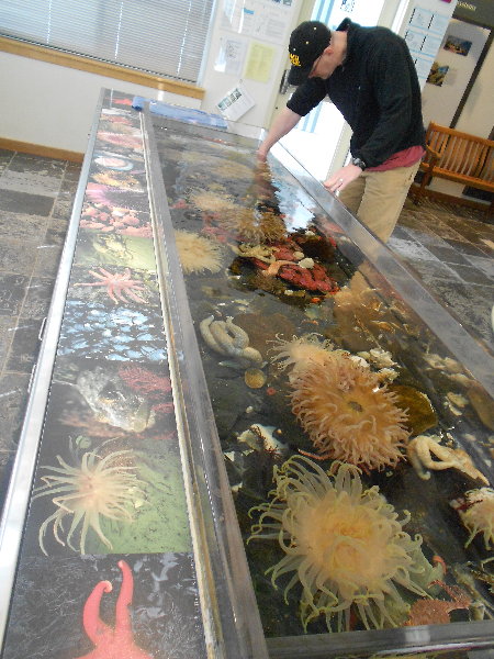 From Kansas to Kodiak...: Marine Research Center - Touch Tank