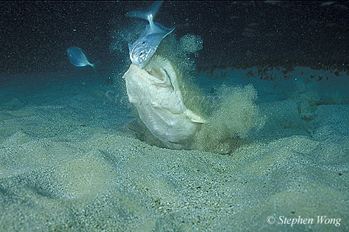 Squatina oculata, The Smooth Back Angelshark: About the shark, what is ...