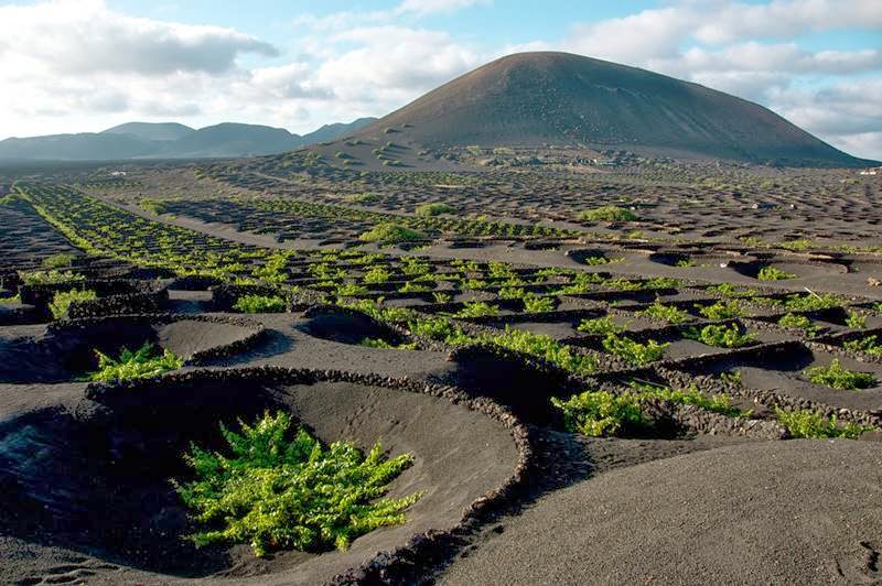 Duke World: Unique Vineyards of Lanzarote, Spain