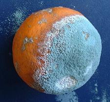 REINO DE LOS HONGOS ~ Con-CIENCIA