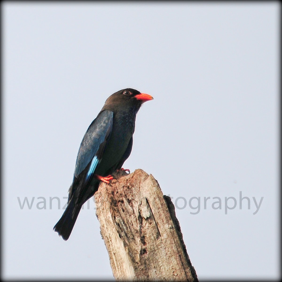 wanzai99 PHOTOGRAPHY: Burung Tiong Batu