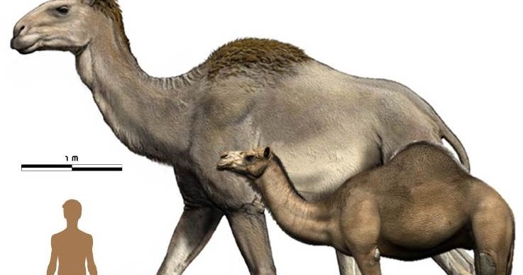 Palaeos, la historia de la Vida en la Tierra: Camello "gigante ...