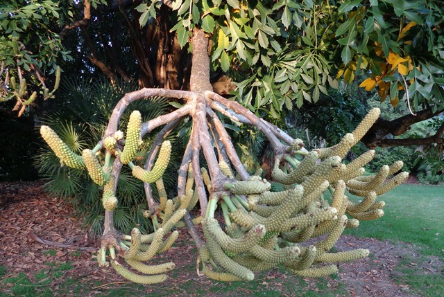 South African Cabbage Trees tolerating centuries of drought in ...