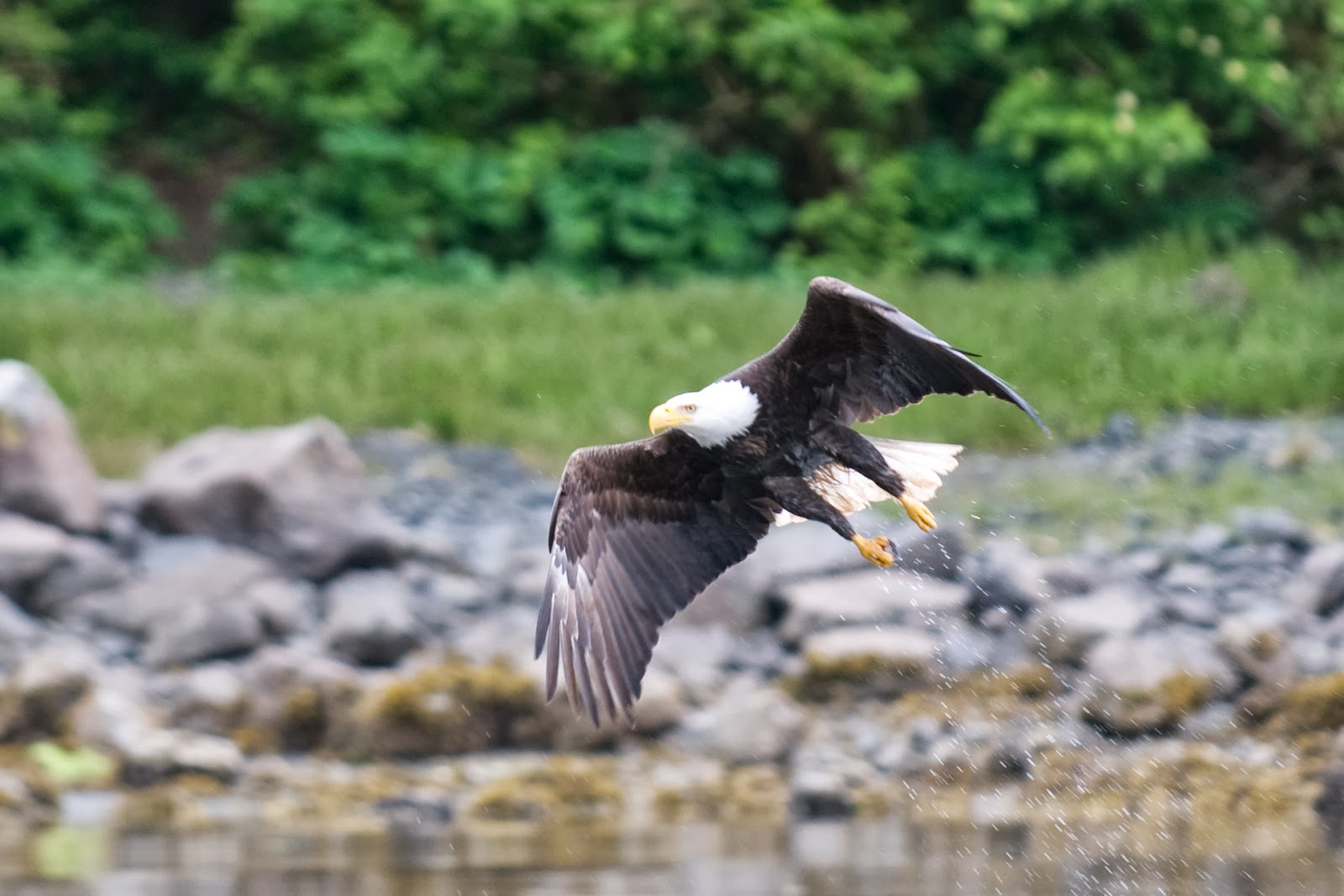 menopausal mumma: Bald Eagle Action Shots by Randal Rodgers