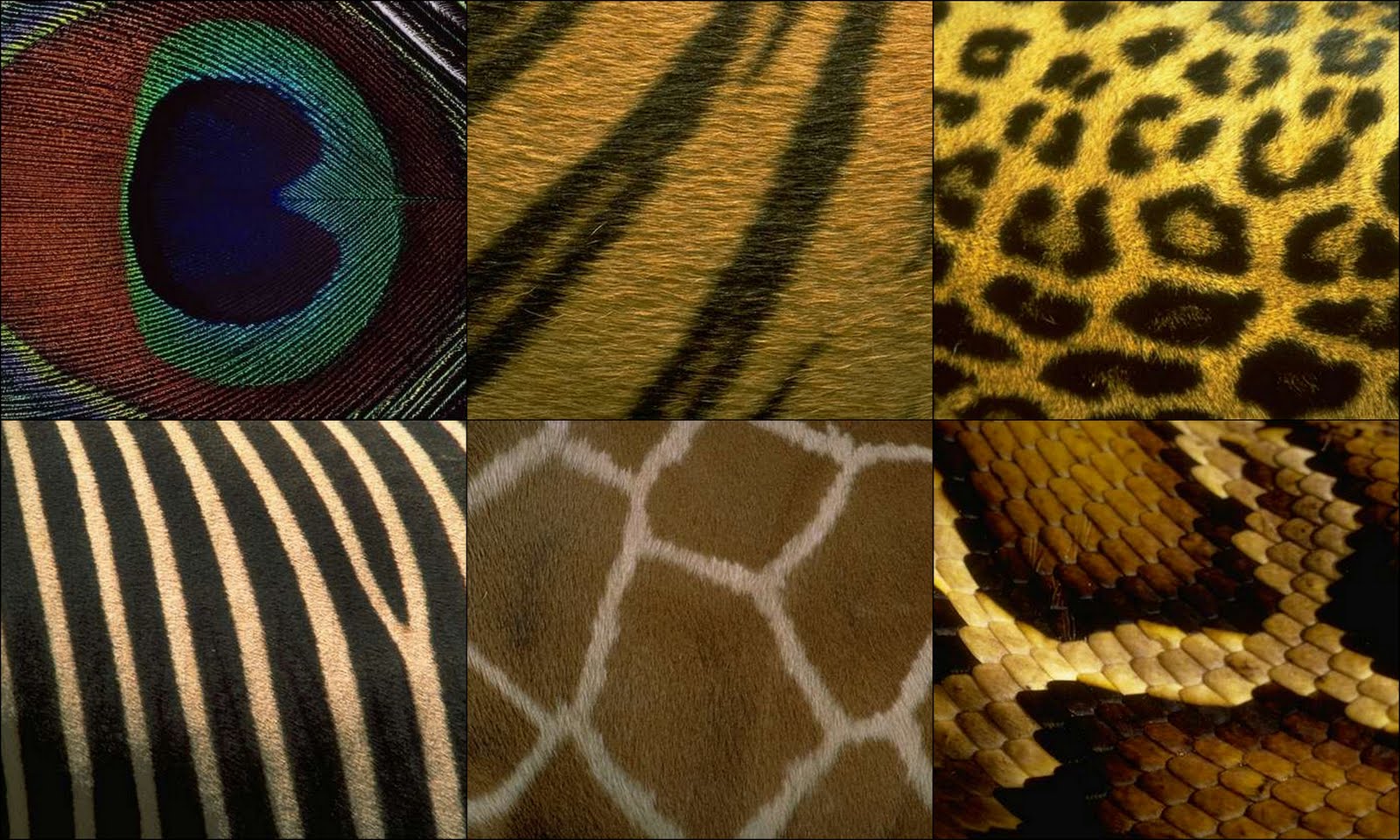 The Hunt for Chic: Midweek Mood Board: Fur, Feathers and Scales