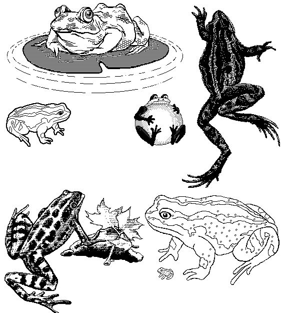 Frogs clip art