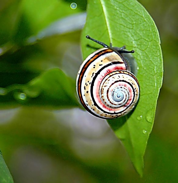 FLORACIONES EN MÁLAGA Y MÁS: Imagenes de Cuba 1
