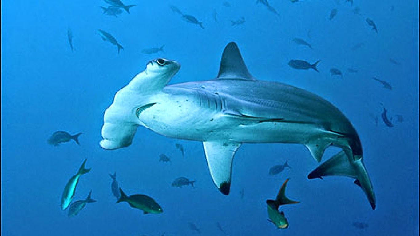 6 Macam Ikan Hiu Berbentuk Unik - Pengetahuan Cepat