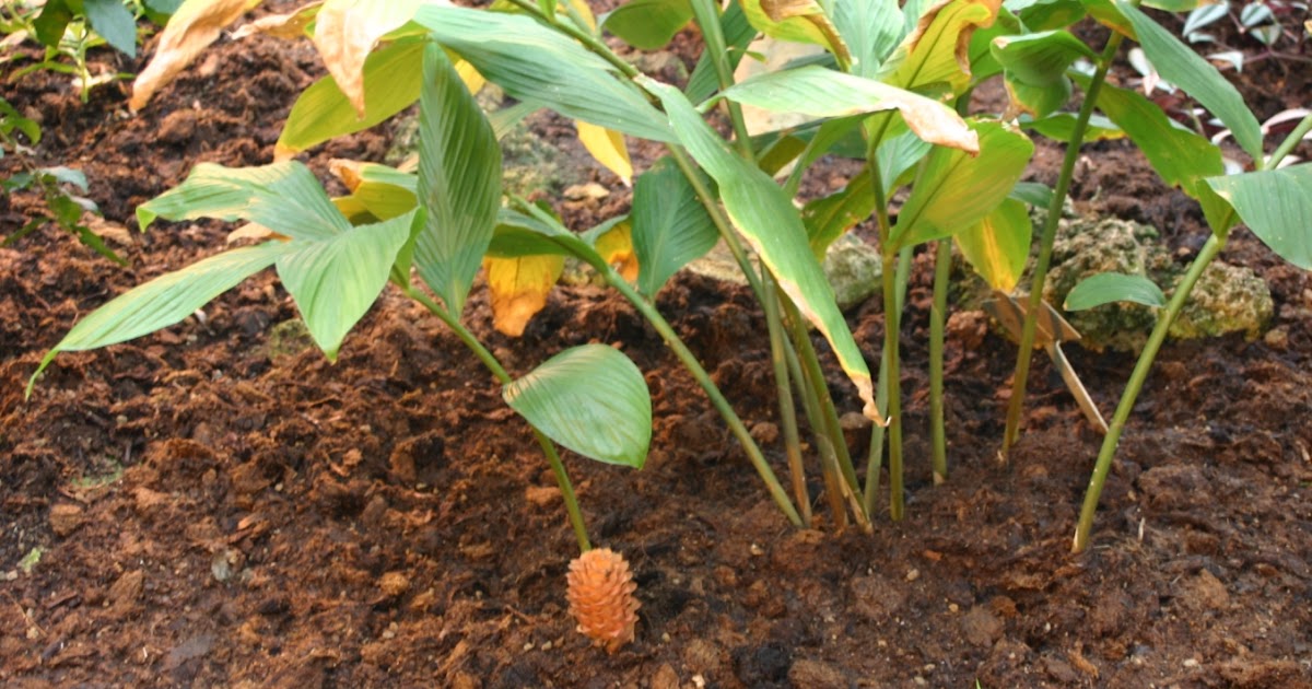 Khasiat dan Manfaat Lempuyang (Apotek Hidup) | Cep Sohib