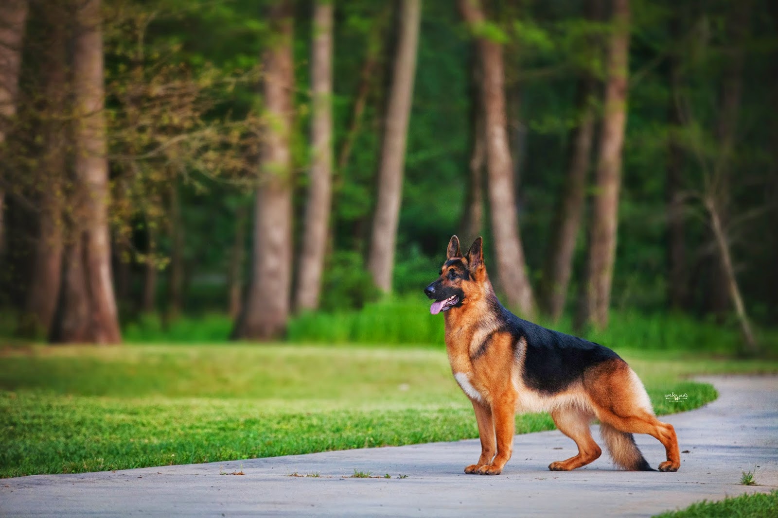 [Discussion] Post photos of well-bred/ reputable breeder VS. poorly ...