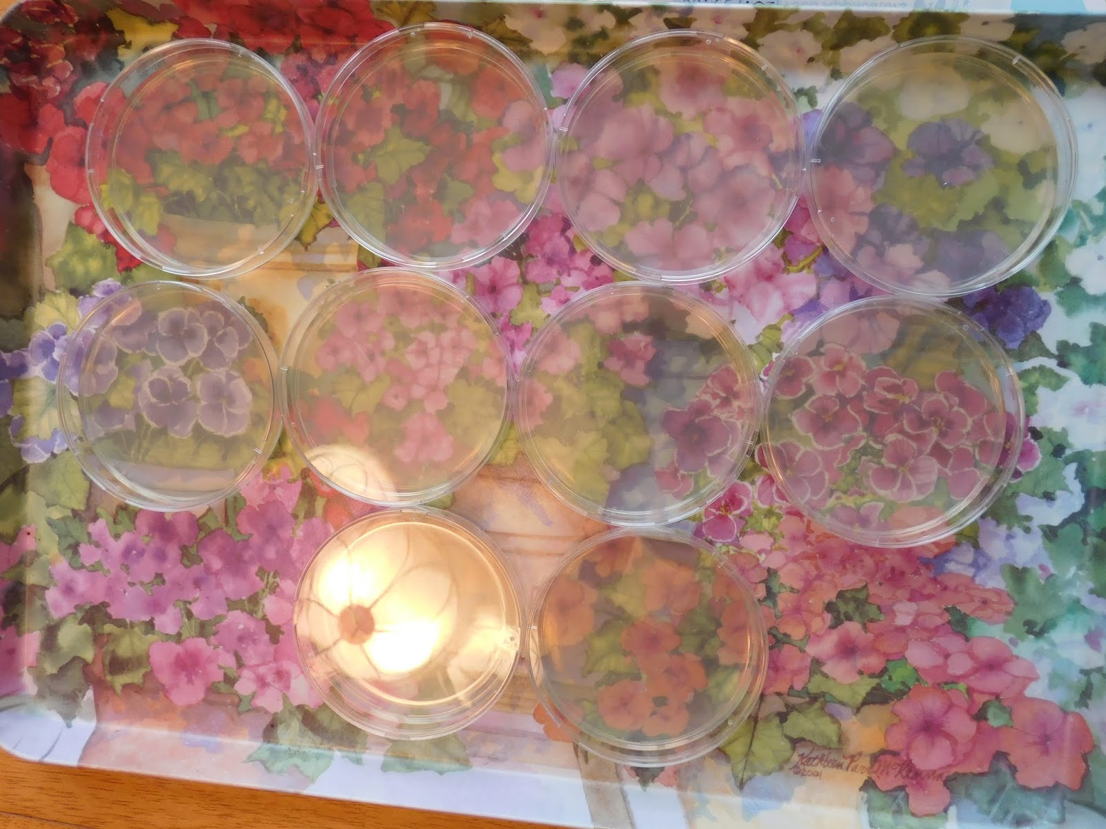 100 Days of Science #45-- Growing a Germ Farm