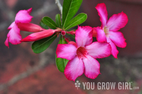 HD WALLPAPERS: Desert Rose