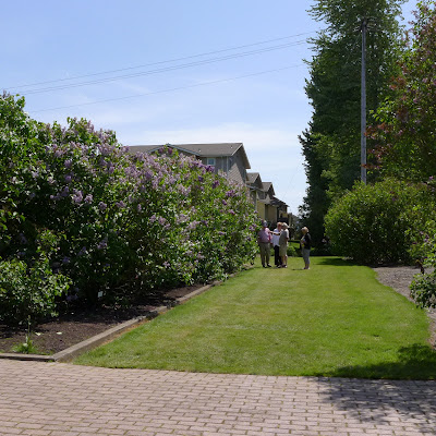 Good Life Northwest: A PHOTO TOUR OF THE HULDA KLAGER LILAC GARDENS