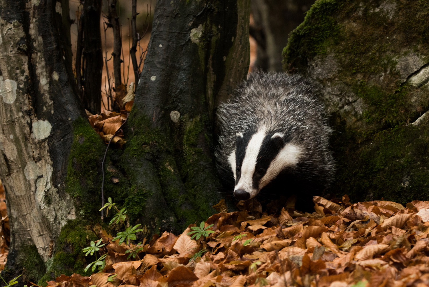 Kilometer G 0945: JAZVEC LESNÝ II