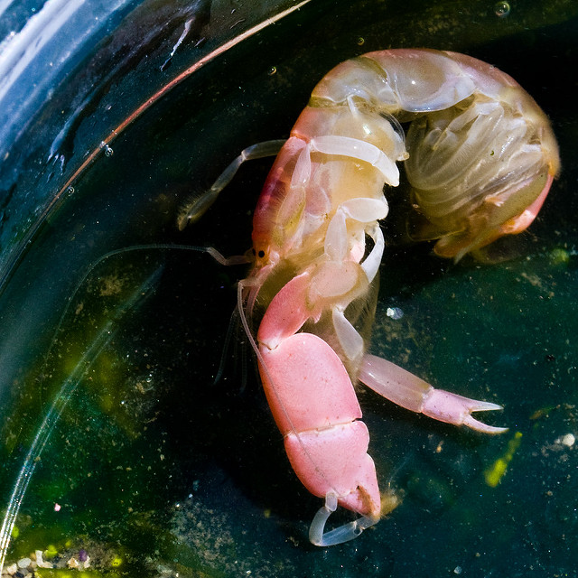 Depth and Taxa: Top Five Ocean Creatures You've ACTUALLY Never Heard Of