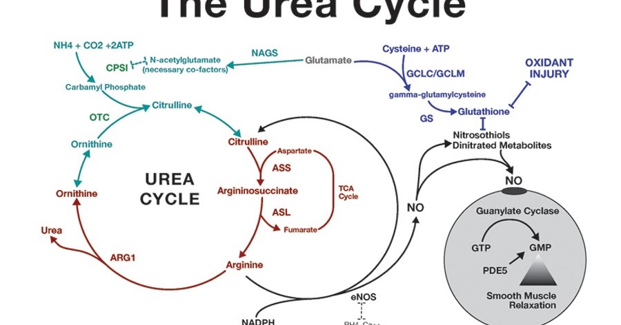 NIME - Dedicated Medical PG Institute: The two nitrogen atoms in urea ...