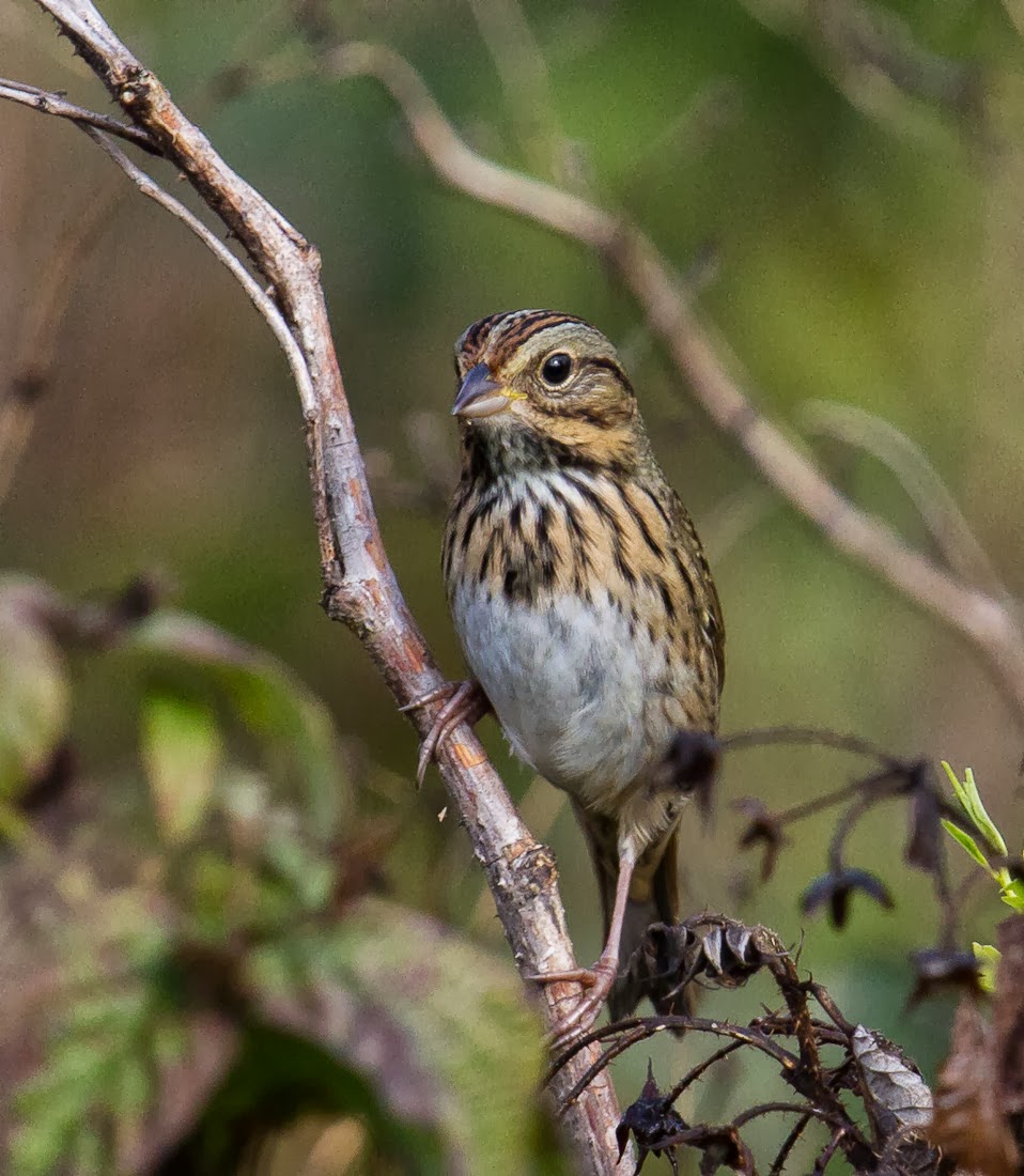Surner Birding: Sparrow Hunting