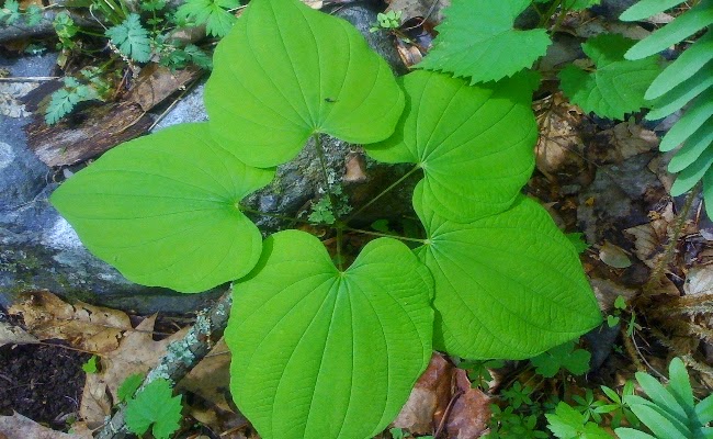 Wild Yam Tea Benefits ~ Healthy Tea 101