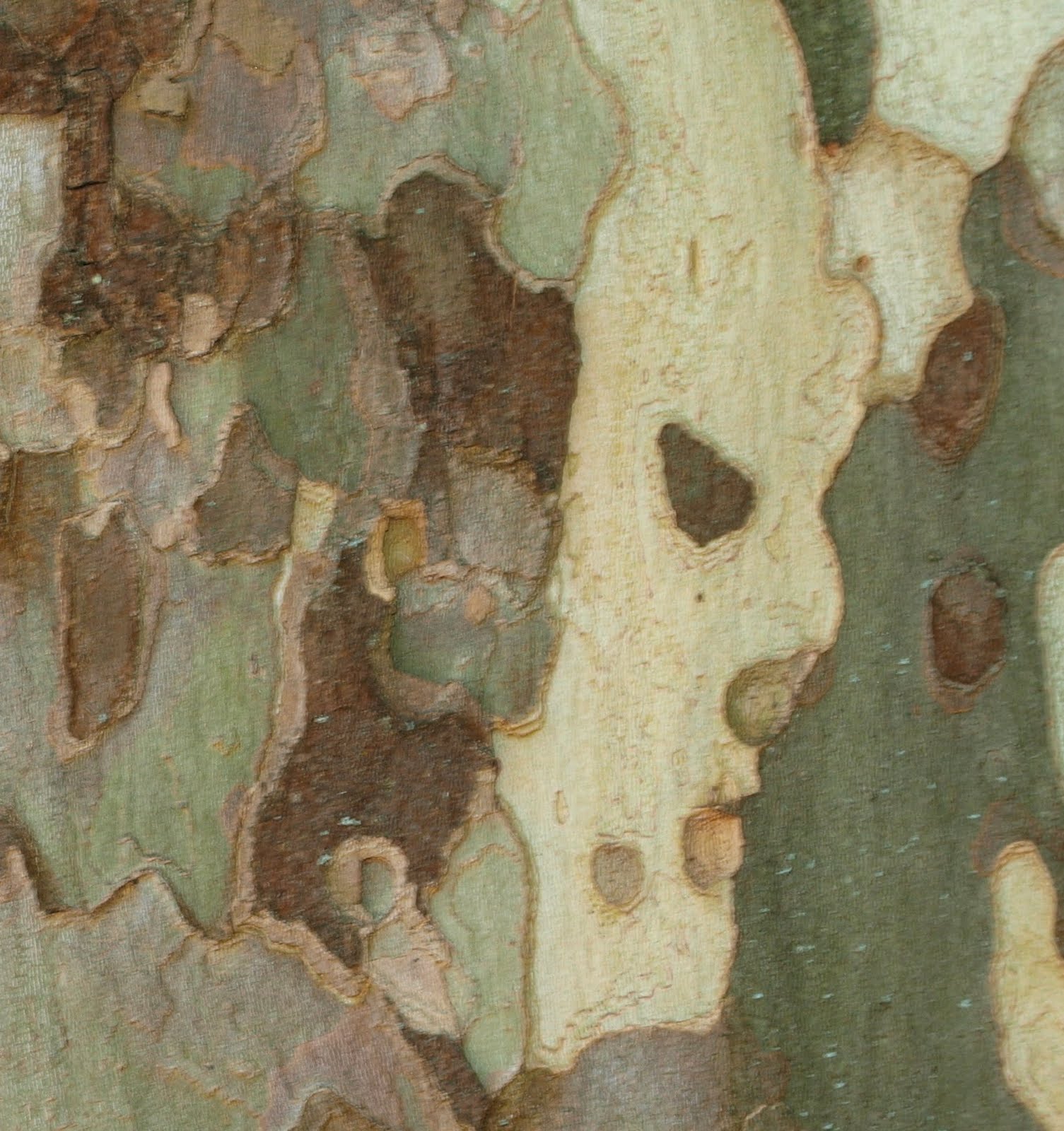 Mark's Veg Plot: Photos