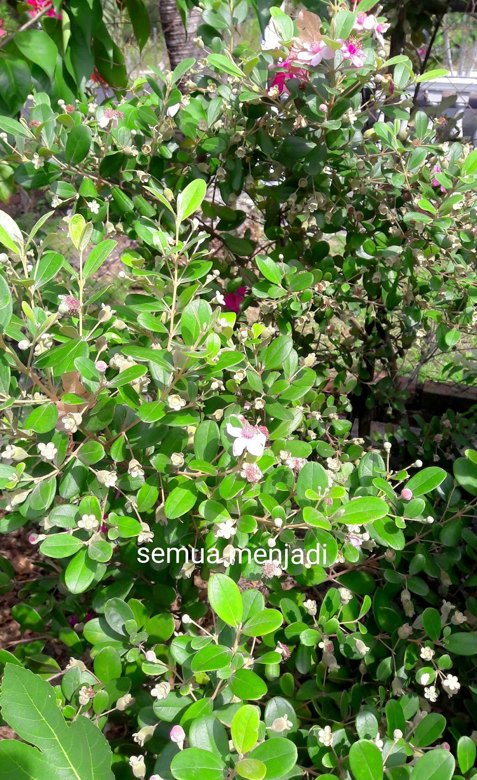 Semua Menjadi: Lebatnya Buah Kemunting, guna baja apa?