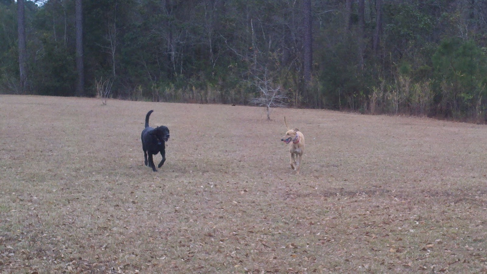 Musings of a Biologist and Dog Lover: Say Hello, Willow