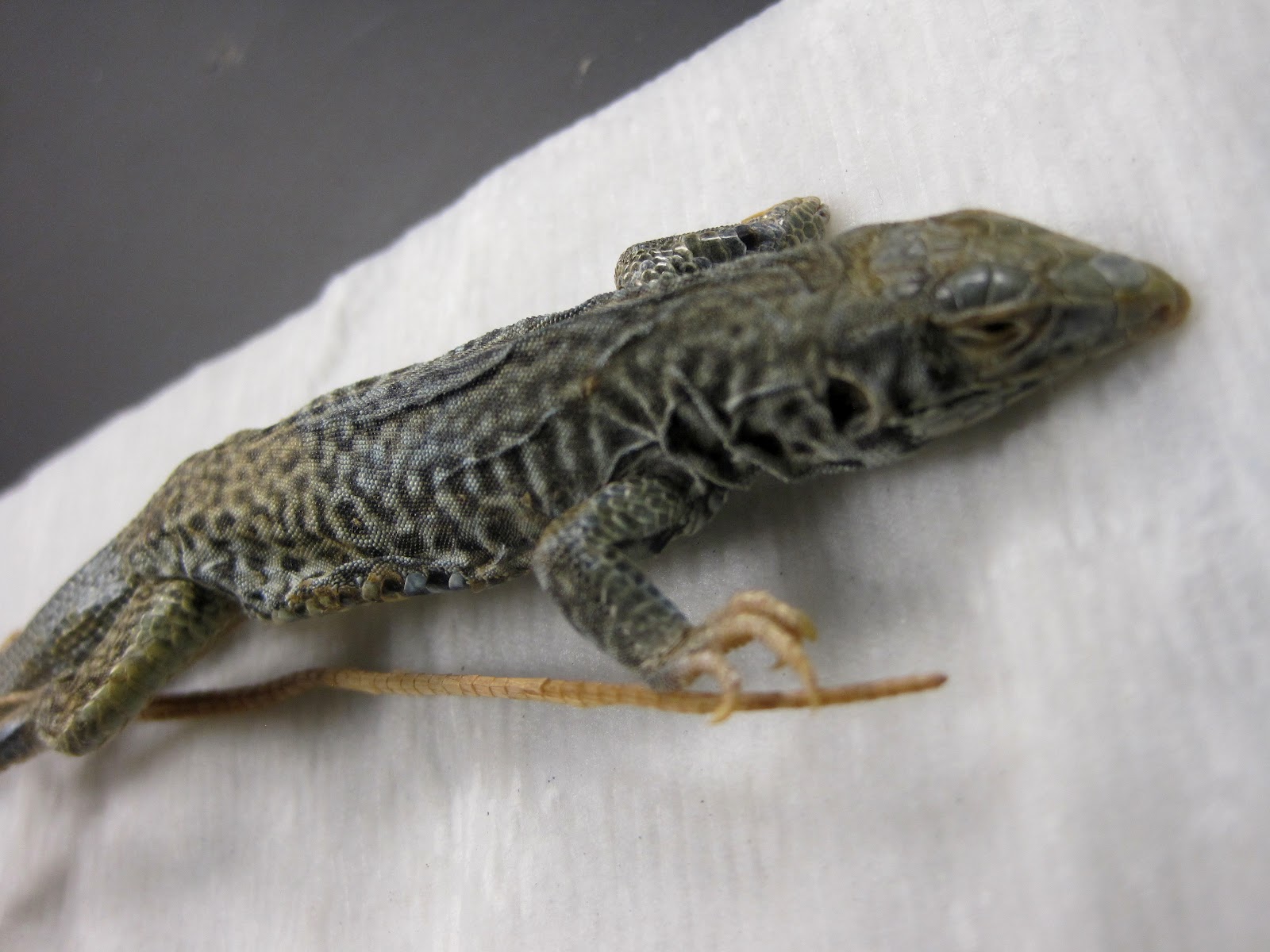 Biology of the Reptilia: Lab 5: Lepidosauria Part 1: Sphenodontida and ...