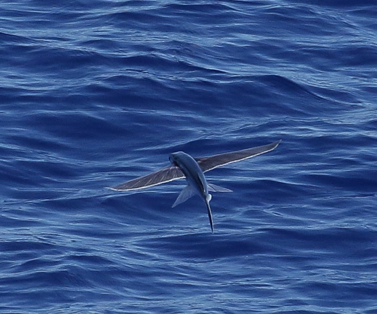 Birding Poole Harbour & Beyond: 16 Apr 18 - Atlantic Odyssey - Day ...