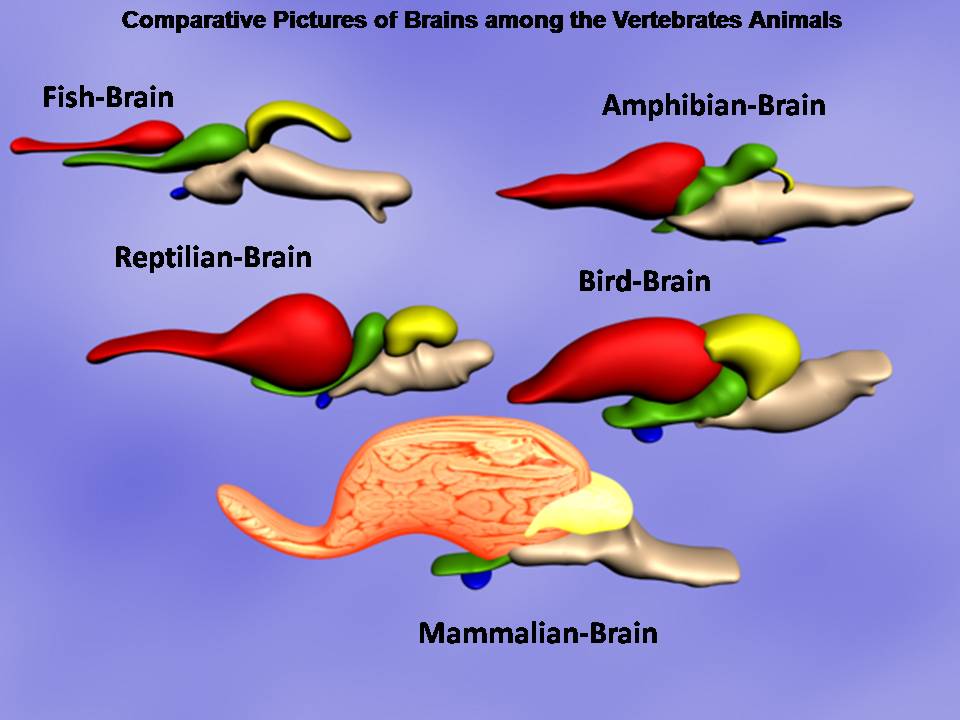 Manash (Subhaditya Edusoft): Classification of Animals in Picture ...
